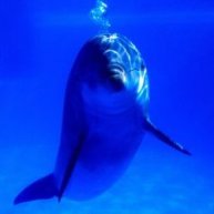 Иконка канала Delphin73