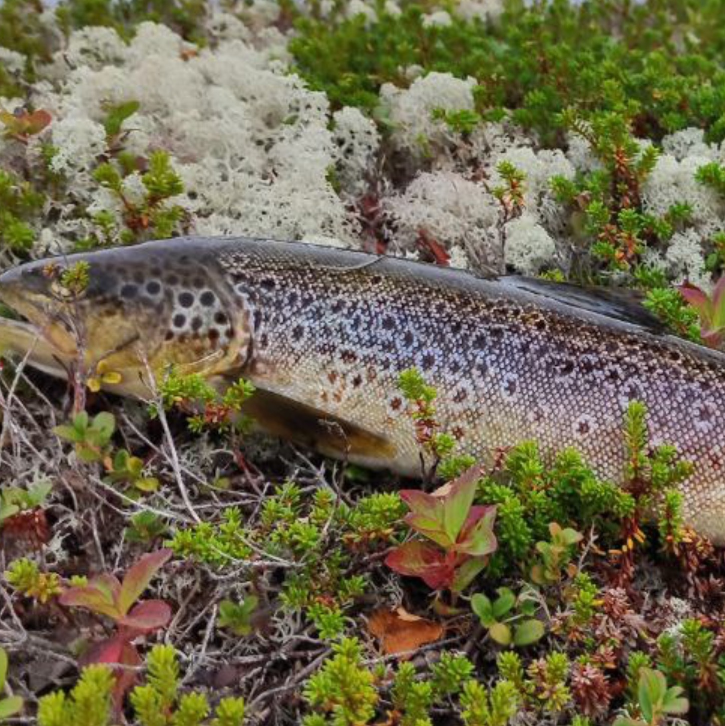 Иконка канала Владимирский Кулибин 🔥🔥🔥⚙️