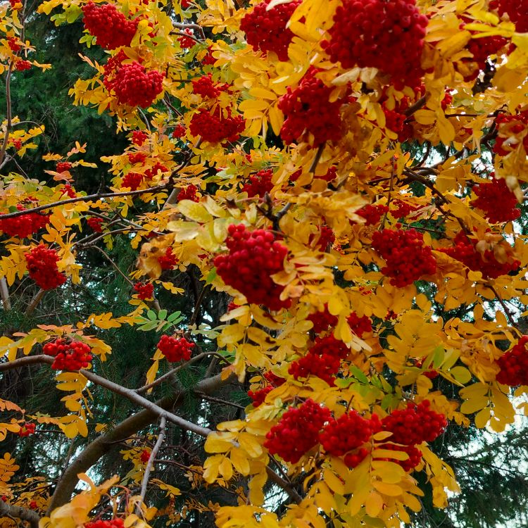 Иконка канала Уютный домик