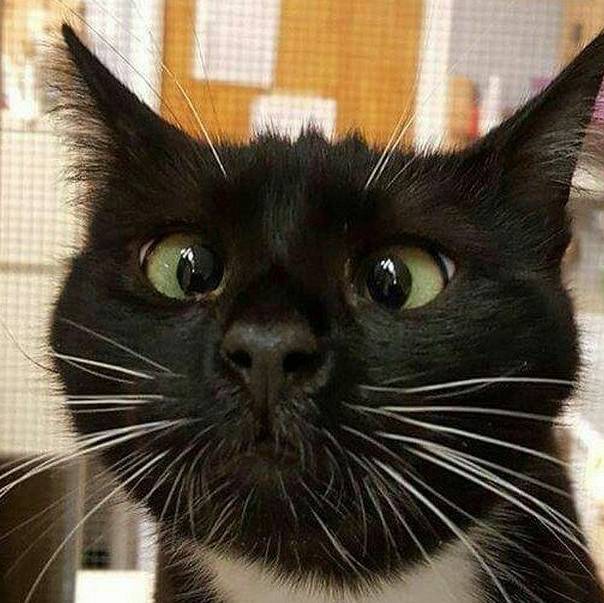 Иконка канала ЖЕНИК