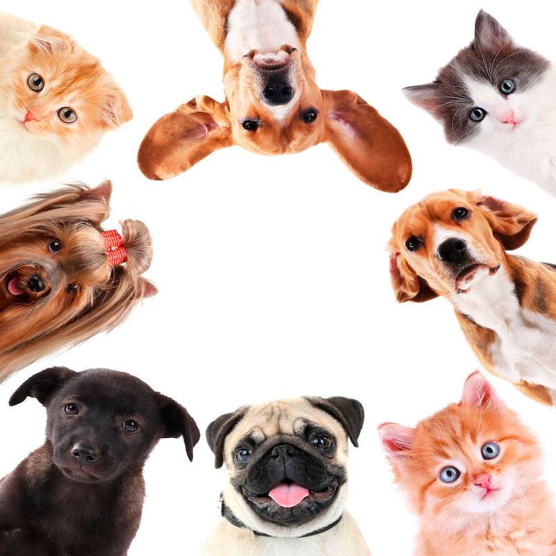 Иконка канала Животные в деле