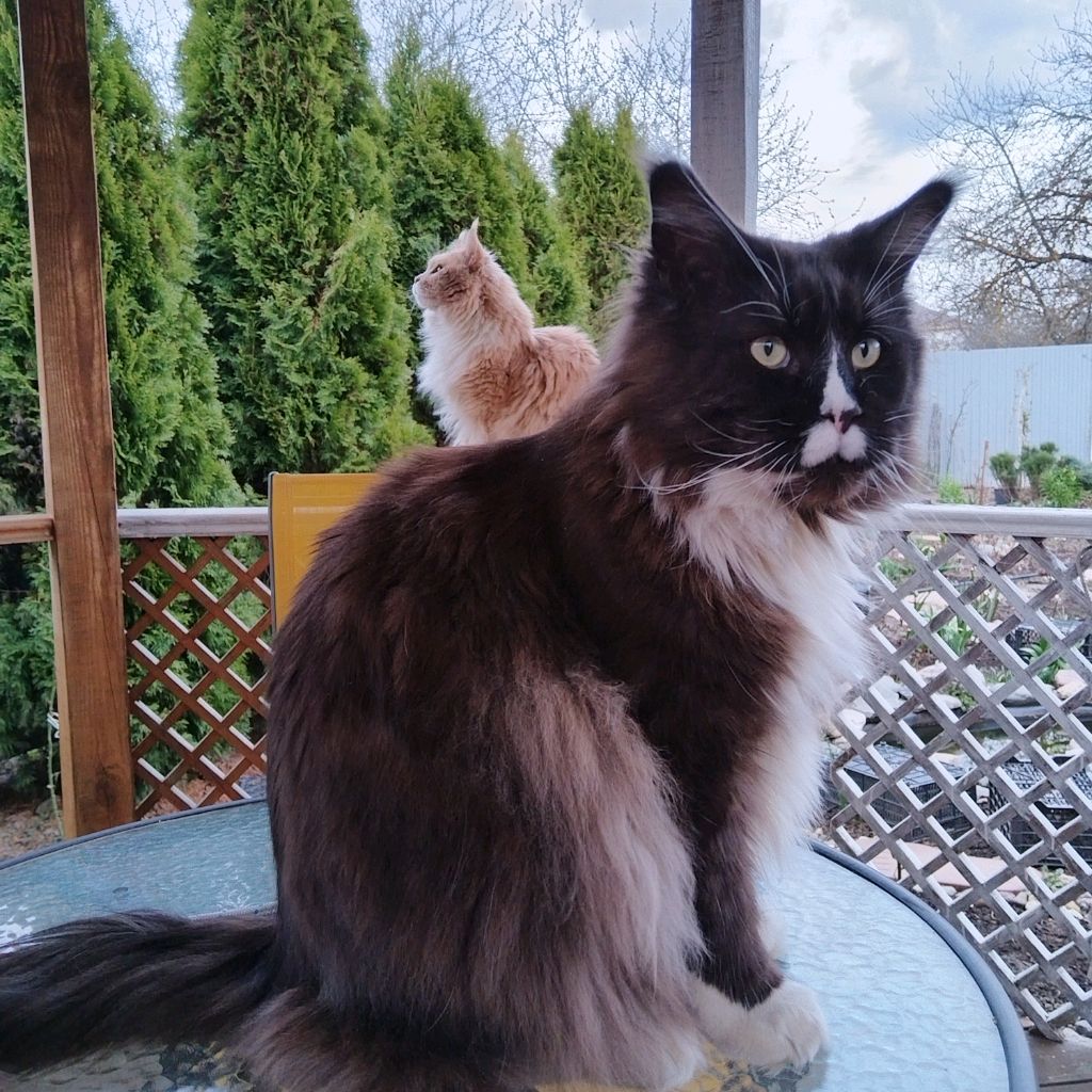 Иконка канала Сто роз и Два кота*