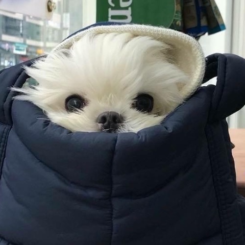 Иконка канала KoreanLee