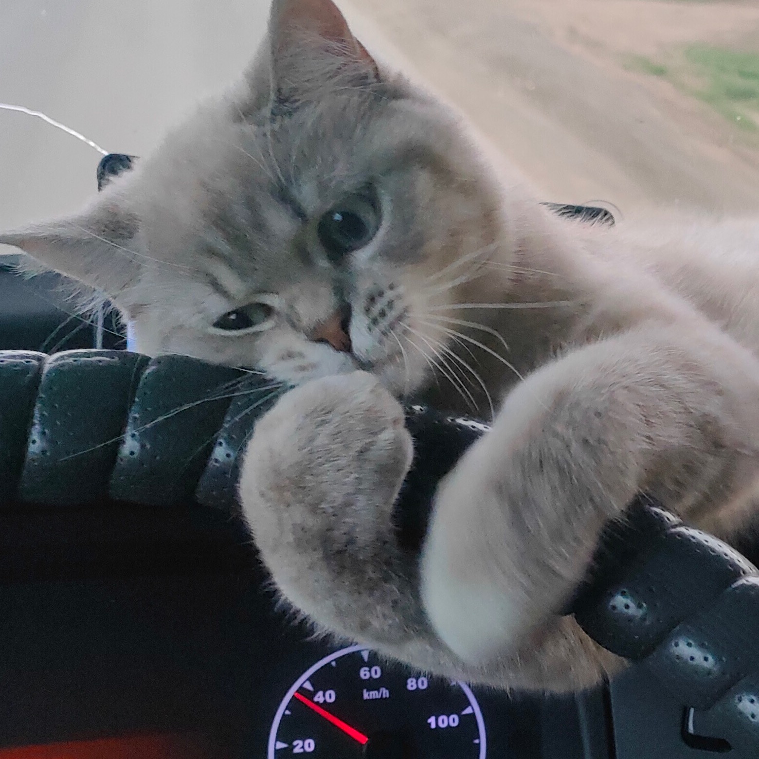 Иконка канала Trucker_cat