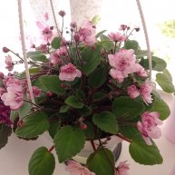 Иконка канала Фиалки у Алисы.