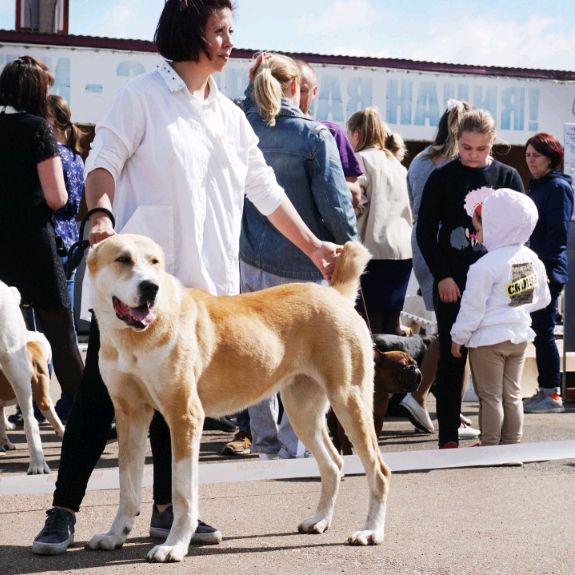 Иконка канала Алабай. Среднеазиатская овчарка питомника ЗУР БАШИ