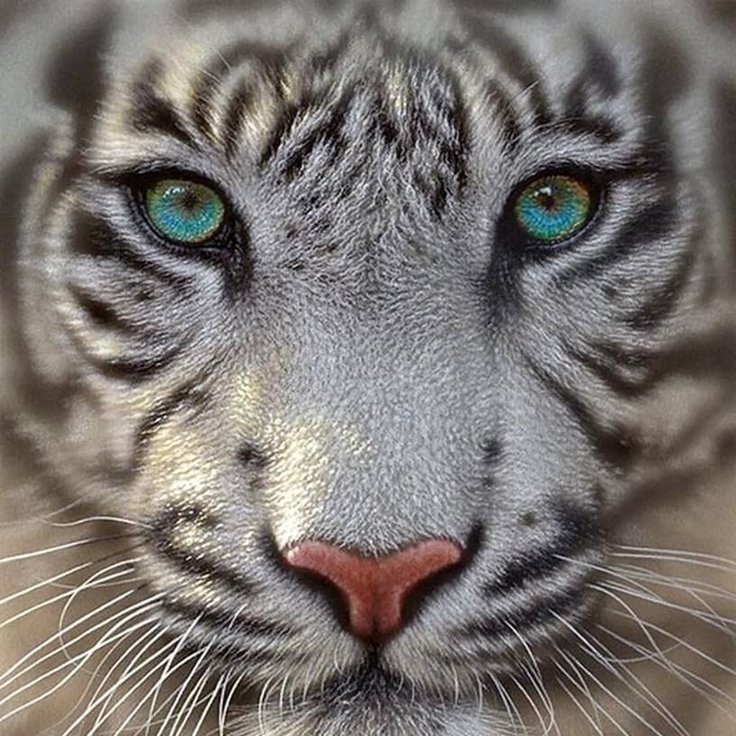 Иконка канала Приколы про животных и людей