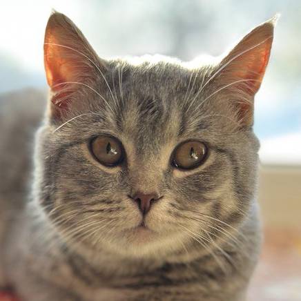 Иконка канала SemLap