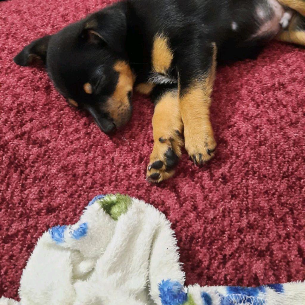 Иконка канала FEDOT