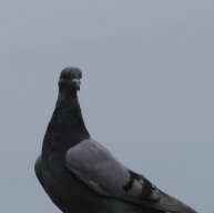 Иконка канала Бойные голуби