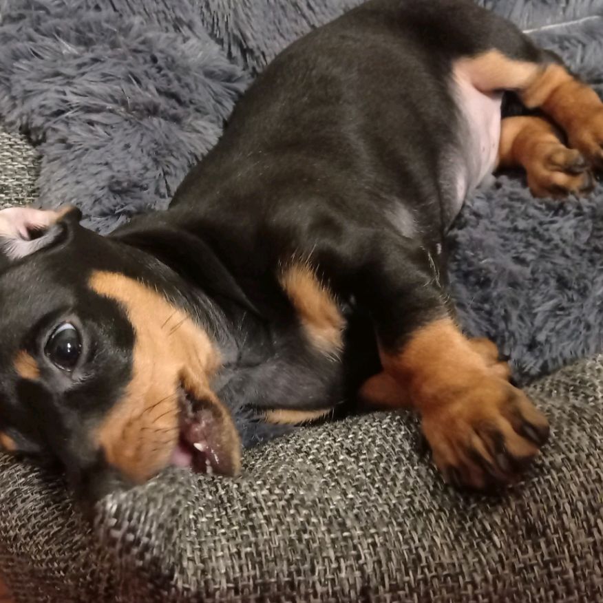 Иконка канала Друffy