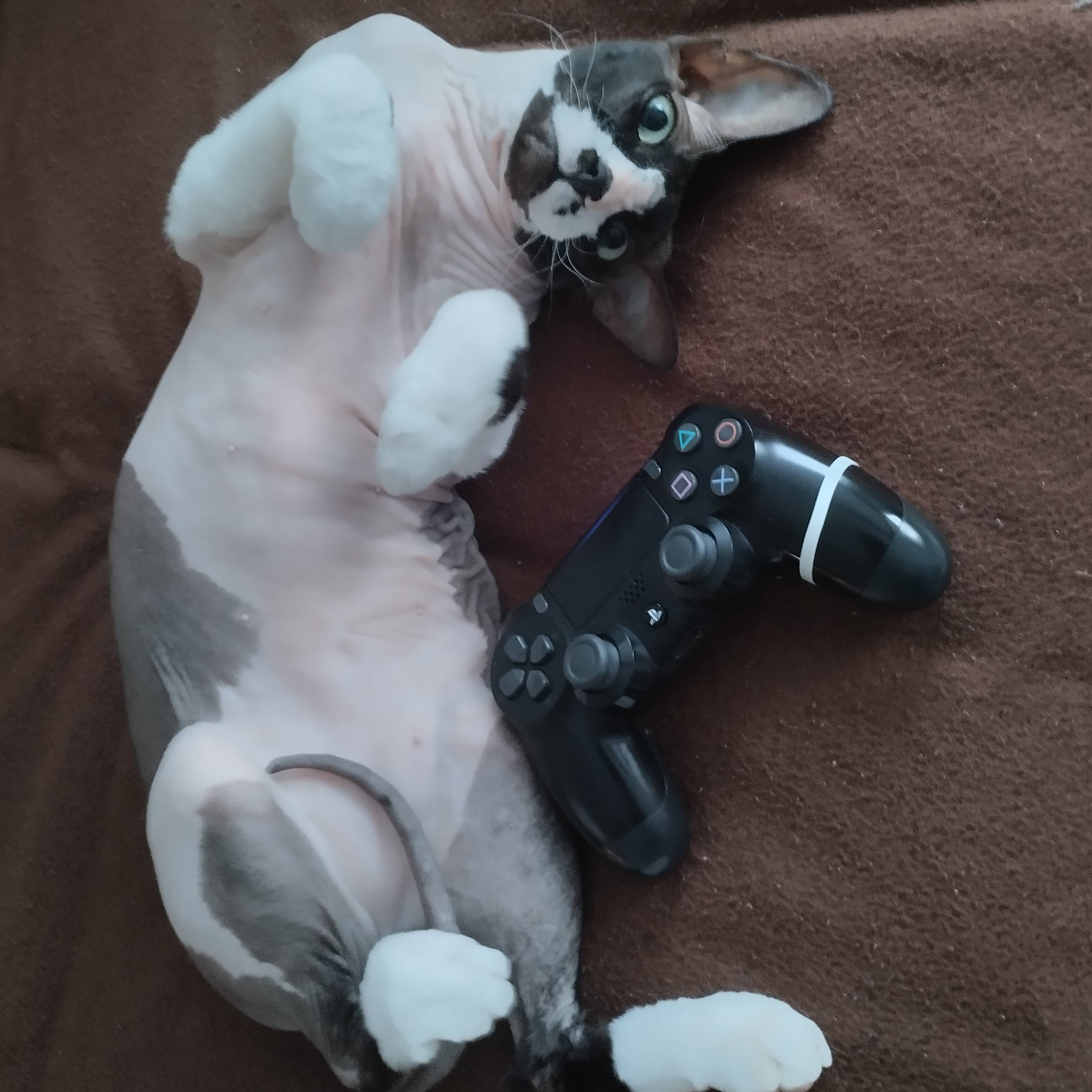 Иконка канала KotoMoto