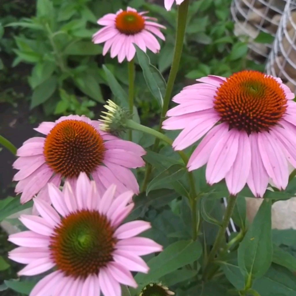 Иконка канала Эхинацея пурпурная