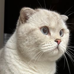 Иконка канала Павел_Cat