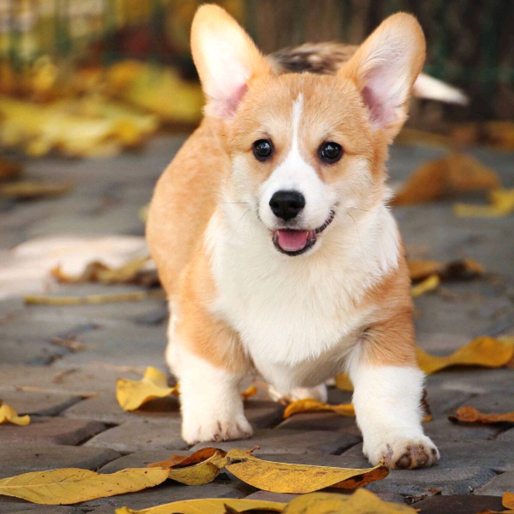 Иконка канала Делаем с Владимиром