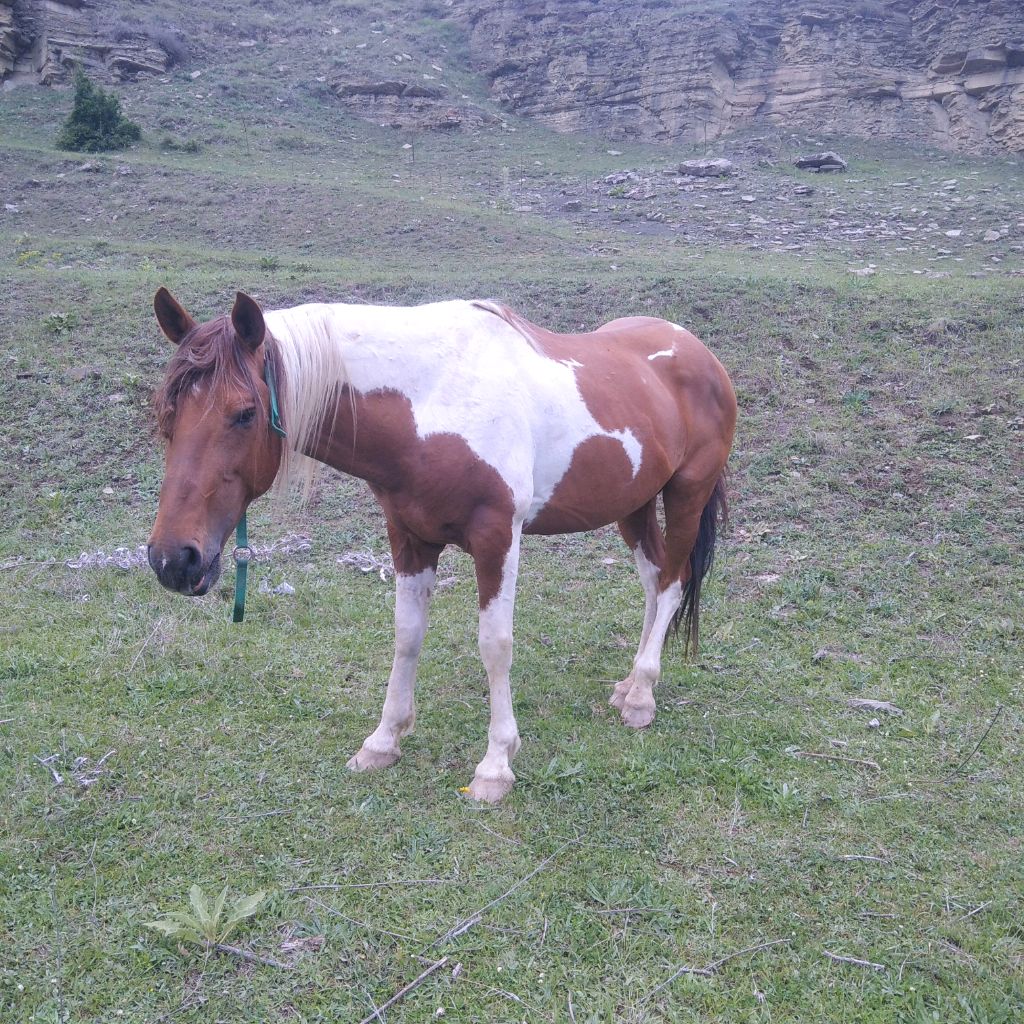 Иконка канала ЛПХ Kurislam