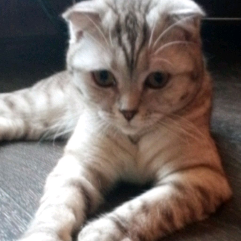 Иконка канала Гом и Мотя