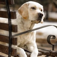 Иконка канала LabradorSalma