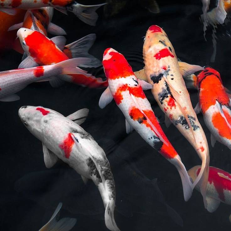 Иконка канала Карпы кои, аквапоника, выращивание рыбы и растений