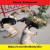 Иконка канала Жесть. Камышин