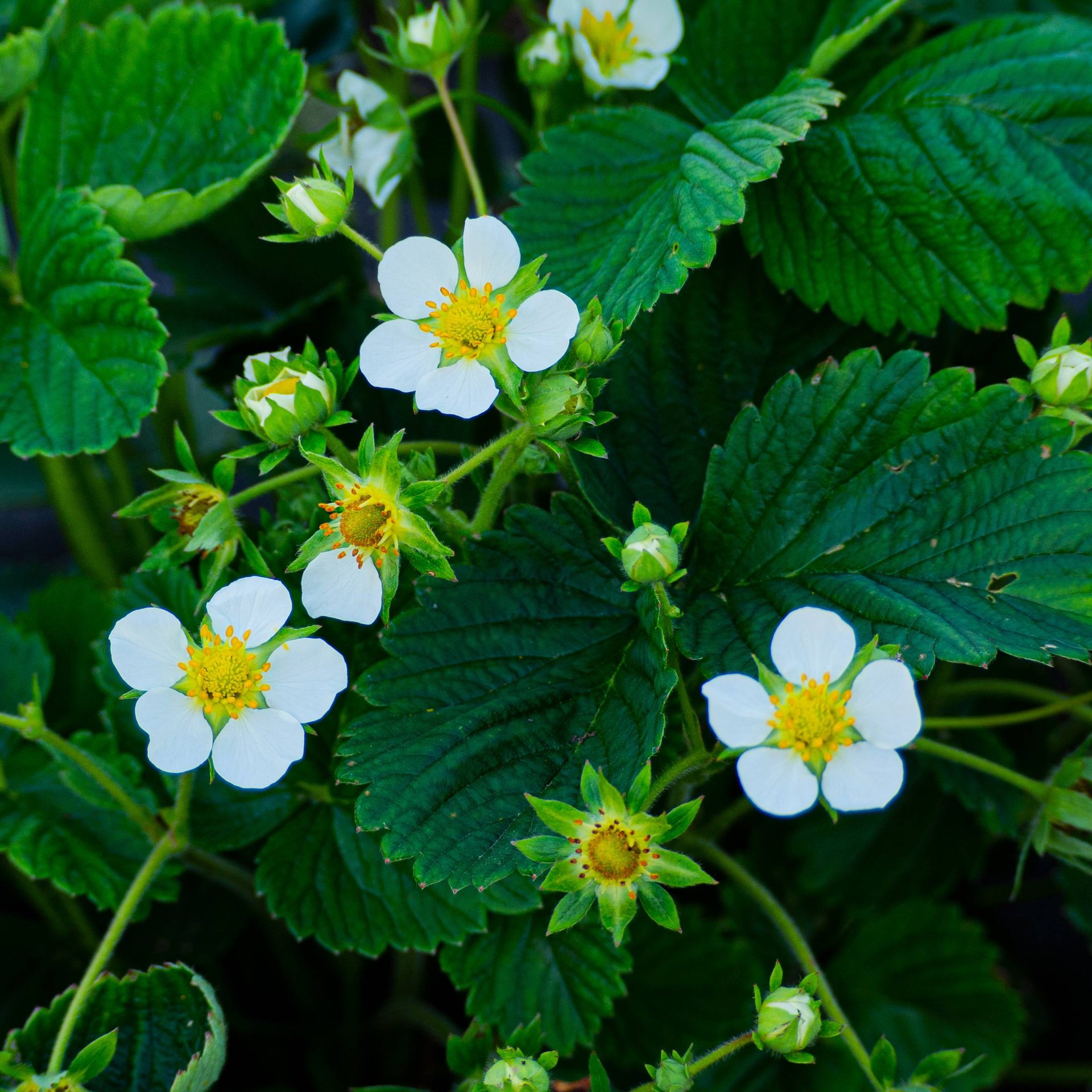 Иконка канала Деревенская жизнь в Сибири