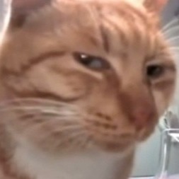 Иконка канала ChipChap