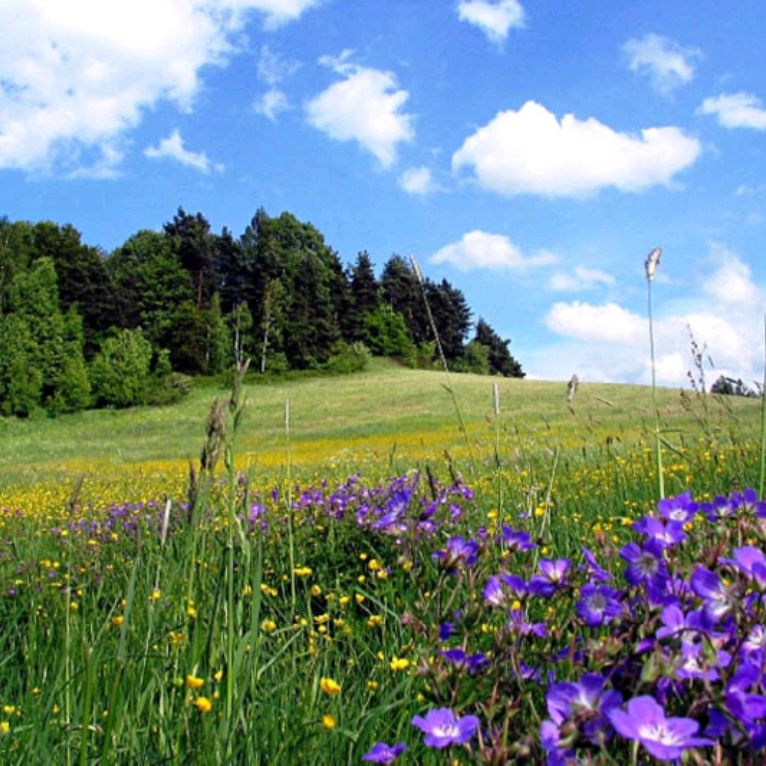 Иконка канала Из города в лес