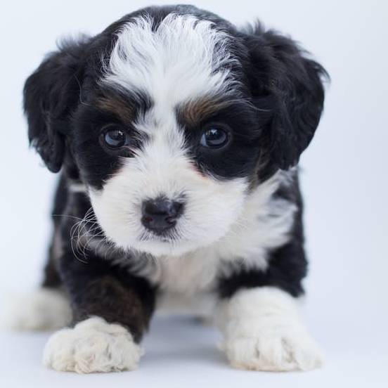 Иконка канала Милые животные