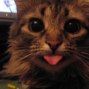 Иконка канала KaVy_