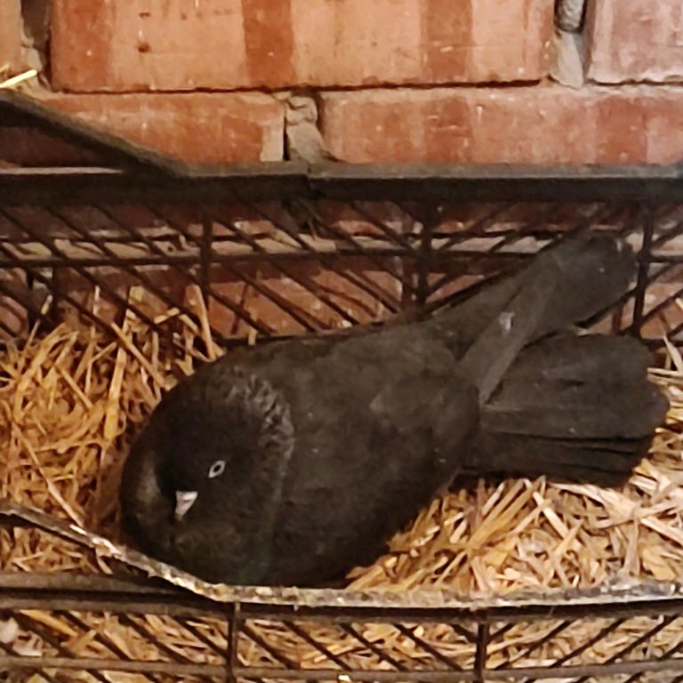 Иконка канала Обучаюсь содержать голубей