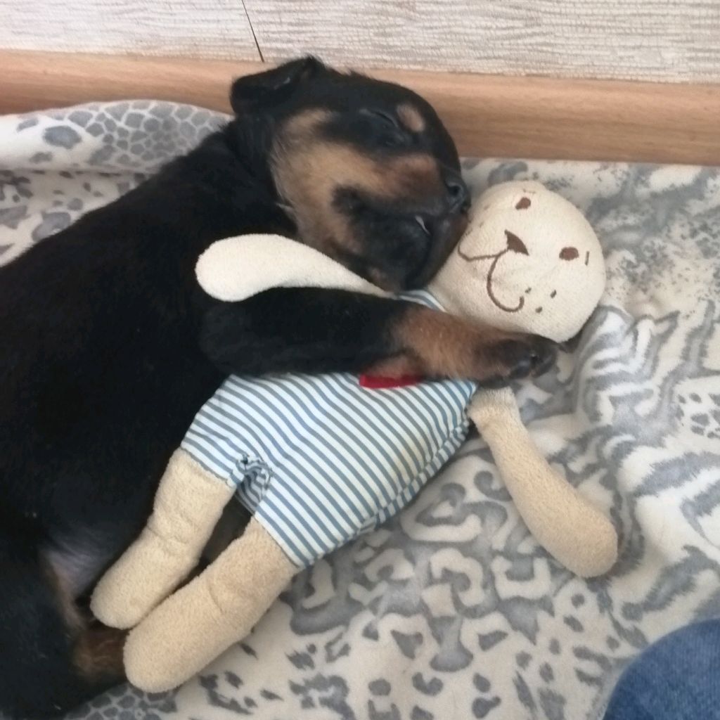 Иконка канала Дара и Тобик