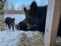 Иконка канала ОХОТА НА КАБАНА В ВОЛЬЕРЕ  365 ДНЕЙ  В ГОДУ.