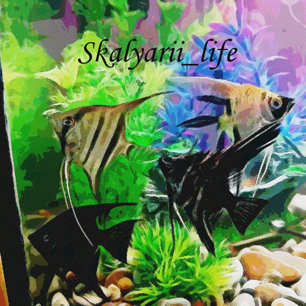 Иконка канала Scalе FishLife
