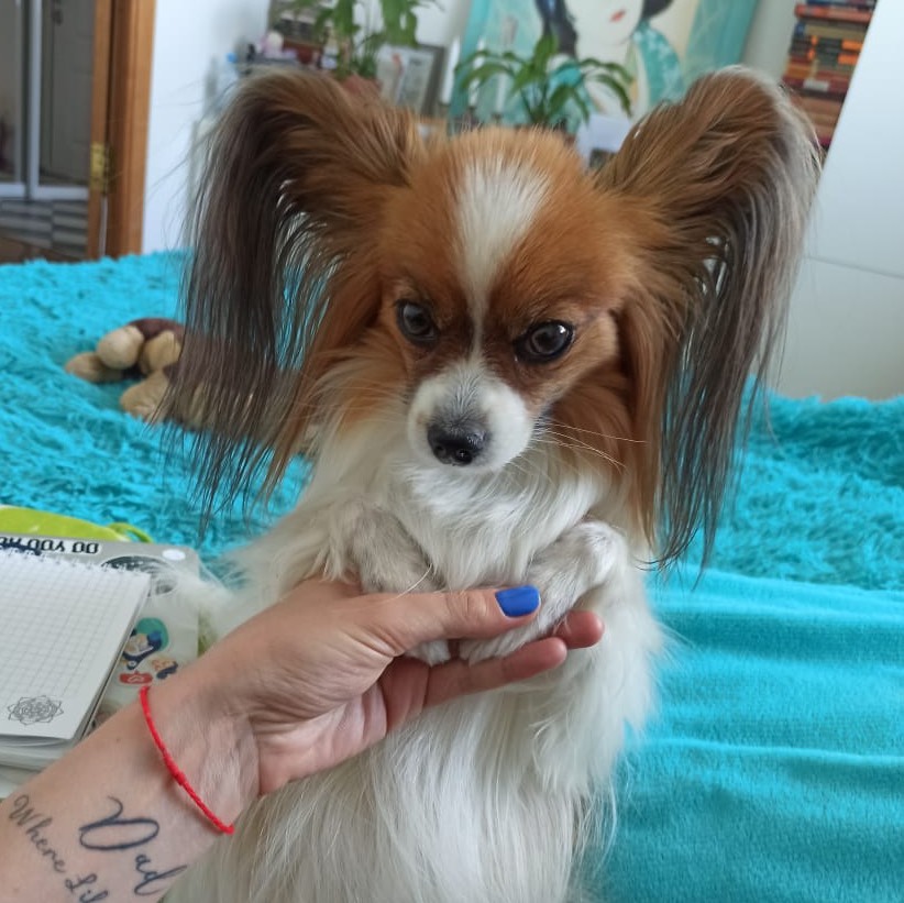 Иконка канала Буся папийон