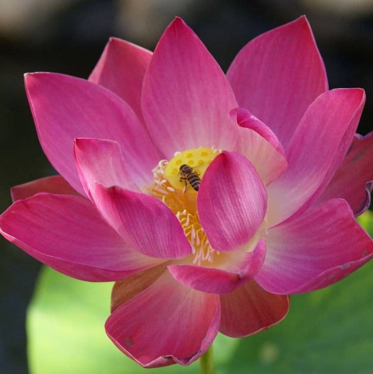 Иконка канала Почти тропики САД