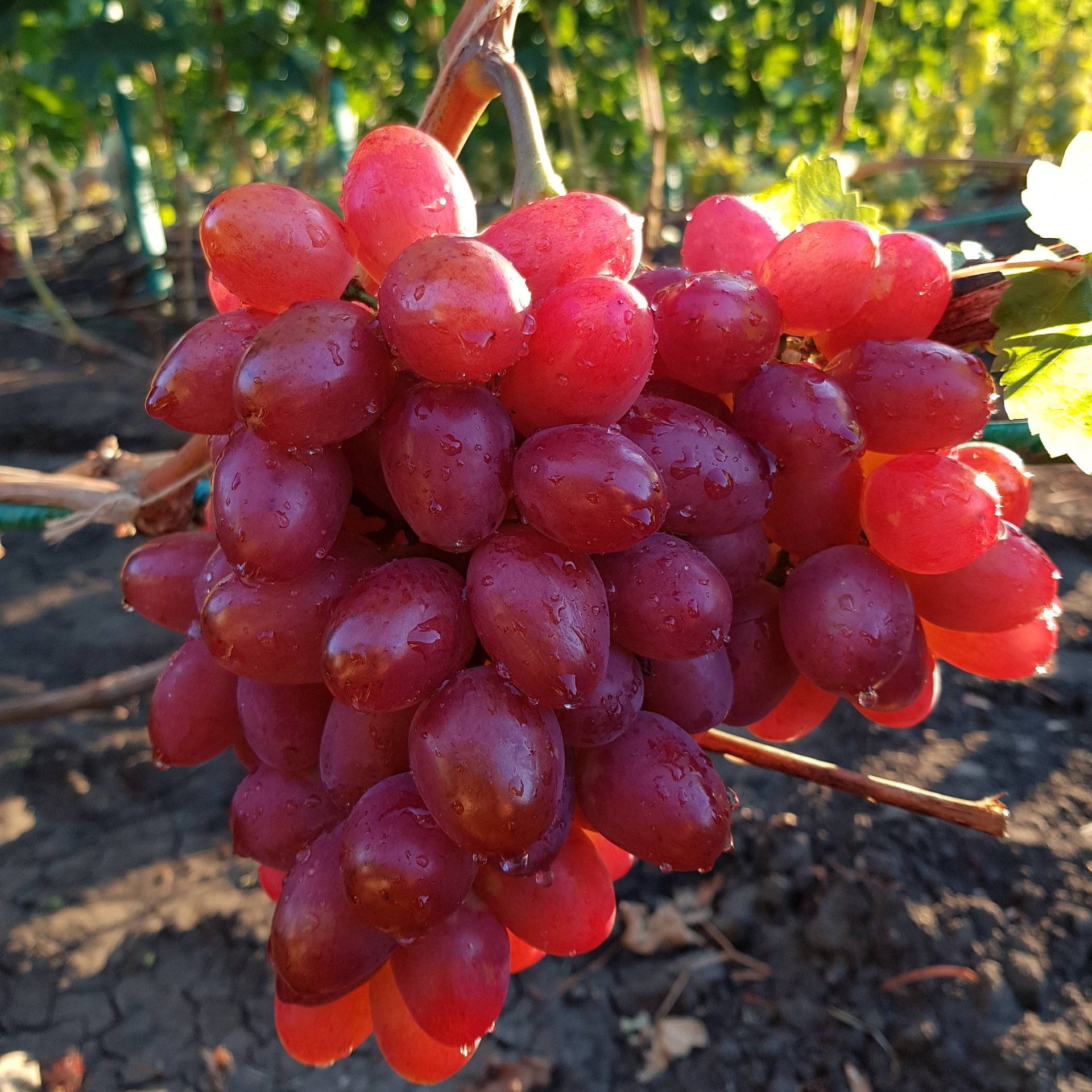 Иконка канала Моя записная книжка