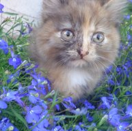 Иконка канала Наше деревенское хозяйство