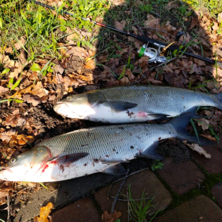 Иконка канала GG: рыболов