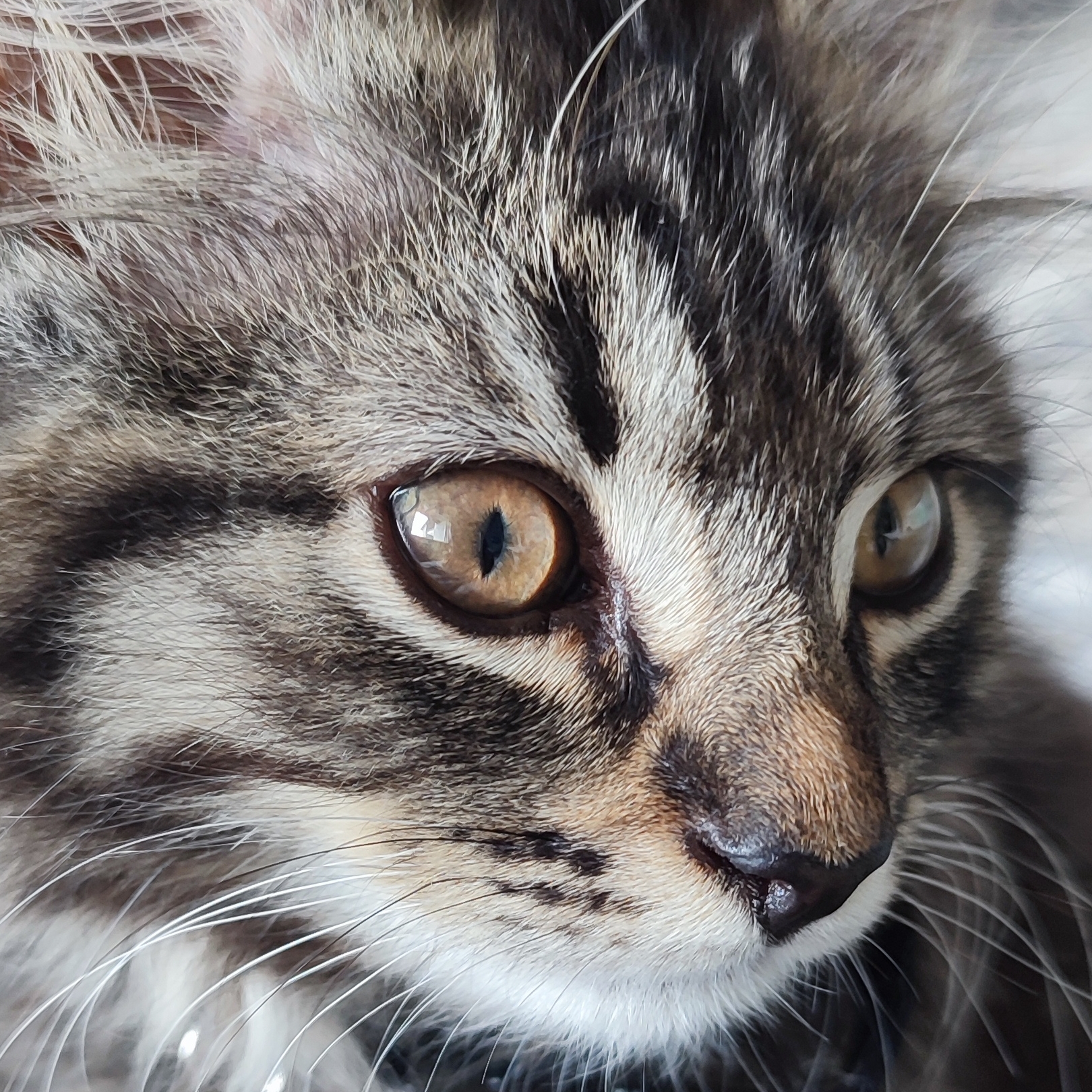 Иконка канала 🐈kit🐾