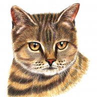 Иконка канала Animal artist