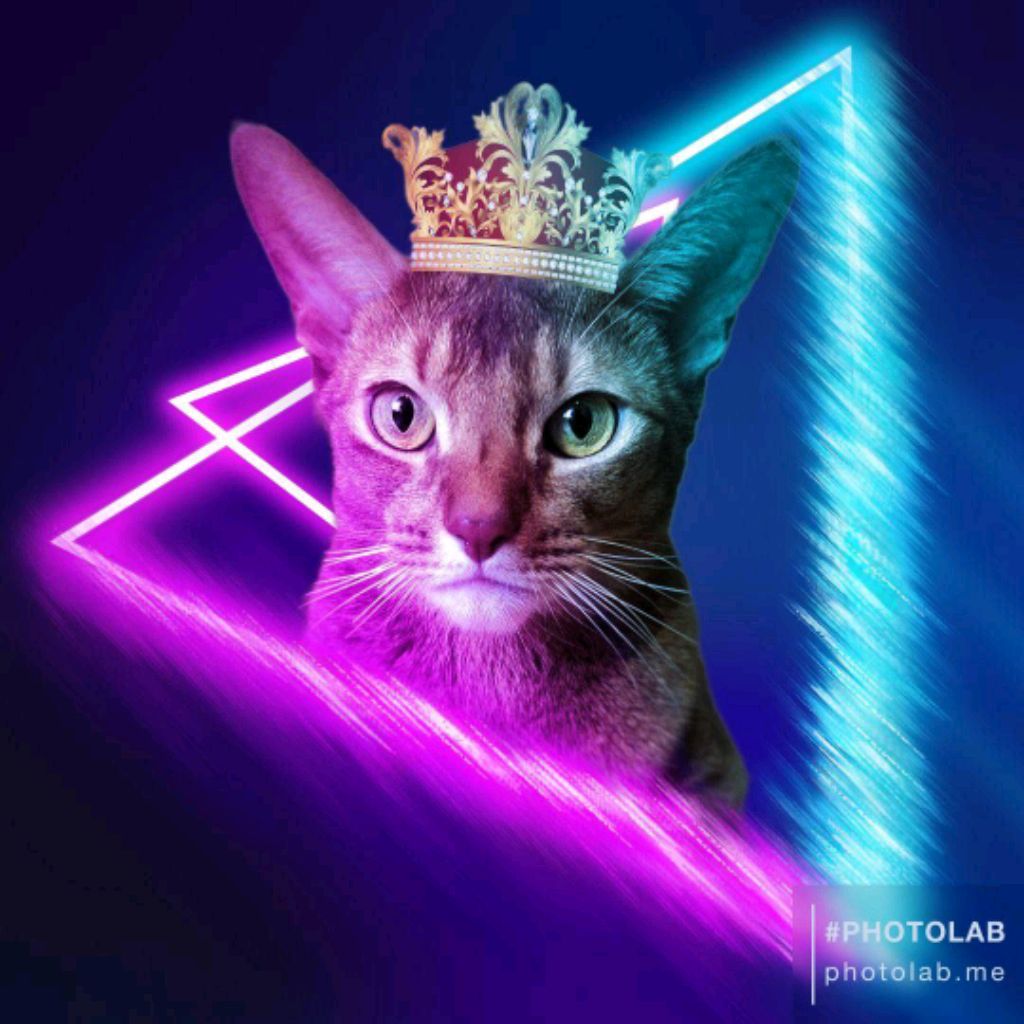 Иконка канала Абиссинец Бакс