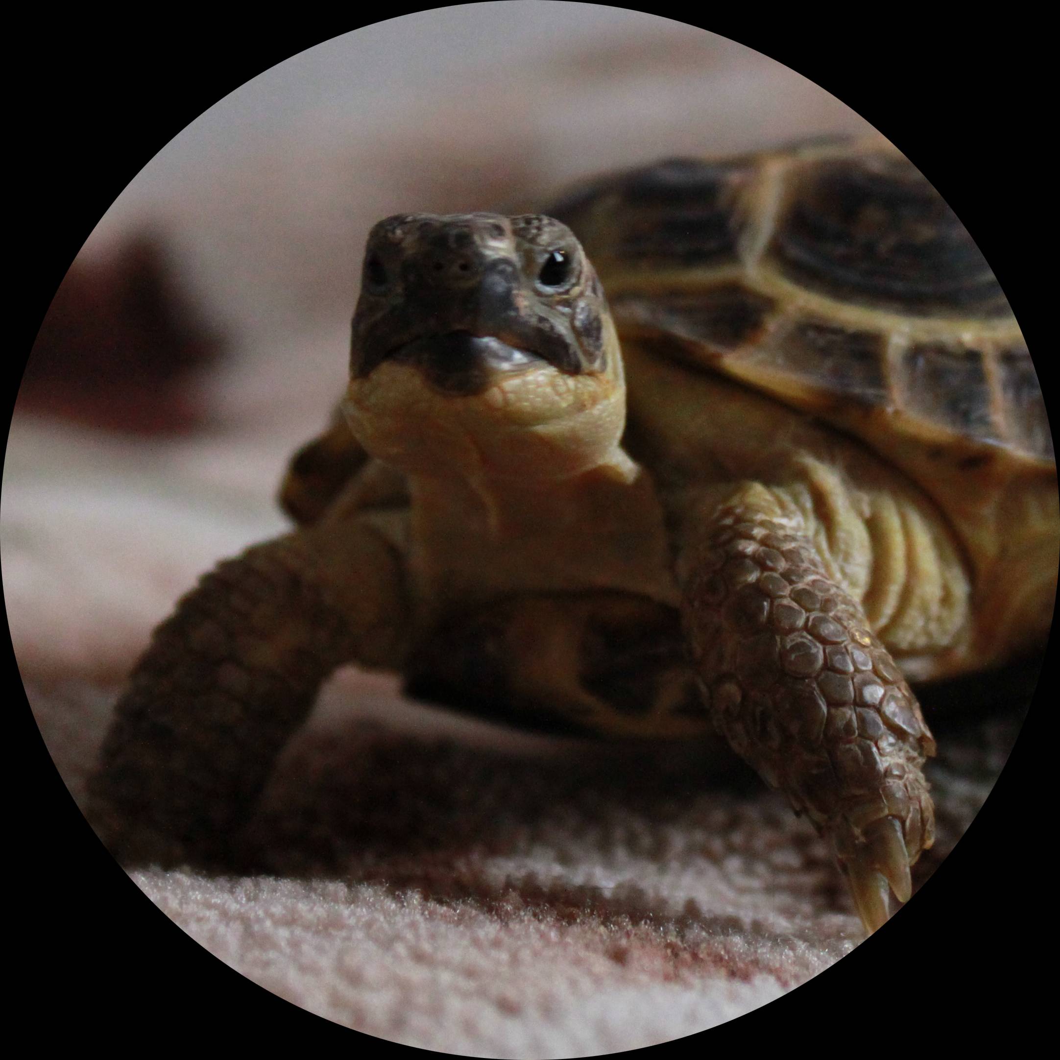 Иконка канала SkaPunkSEm