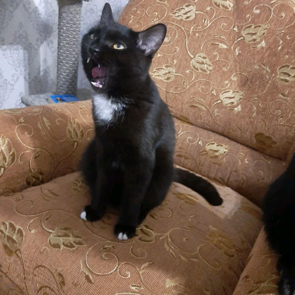 Иконка канала Кот Котя!!!