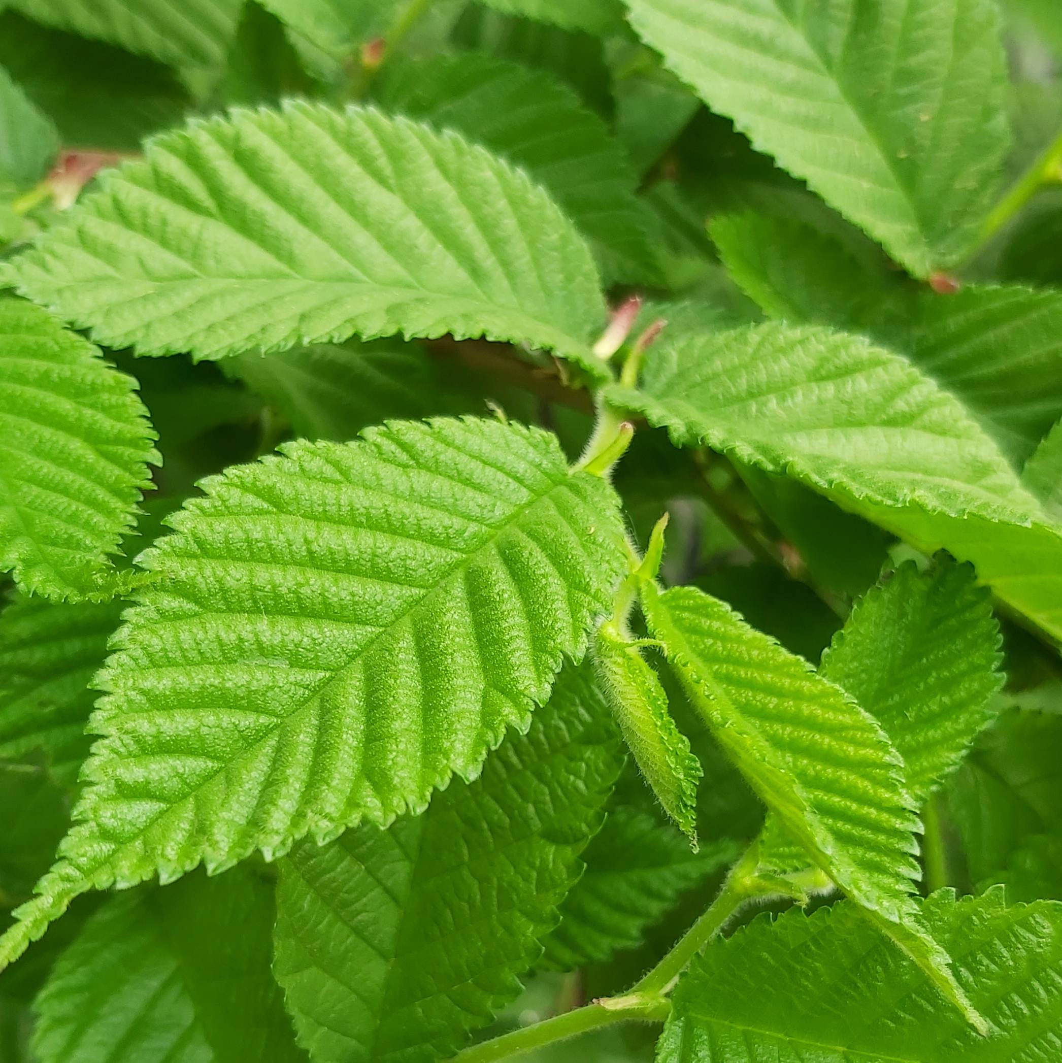 Иконка канала FamilyA