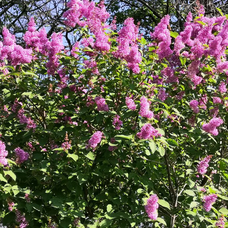 Иконка канала ПРОГУЛКИ в Петербурге с гидом.