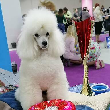 Иконка канала ВЕРОНИКА. Н