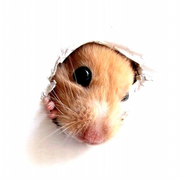 Иконка канала KARTA SHOW