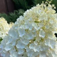 Иконка канала Метельчатые гортензии в Твери. Питомник