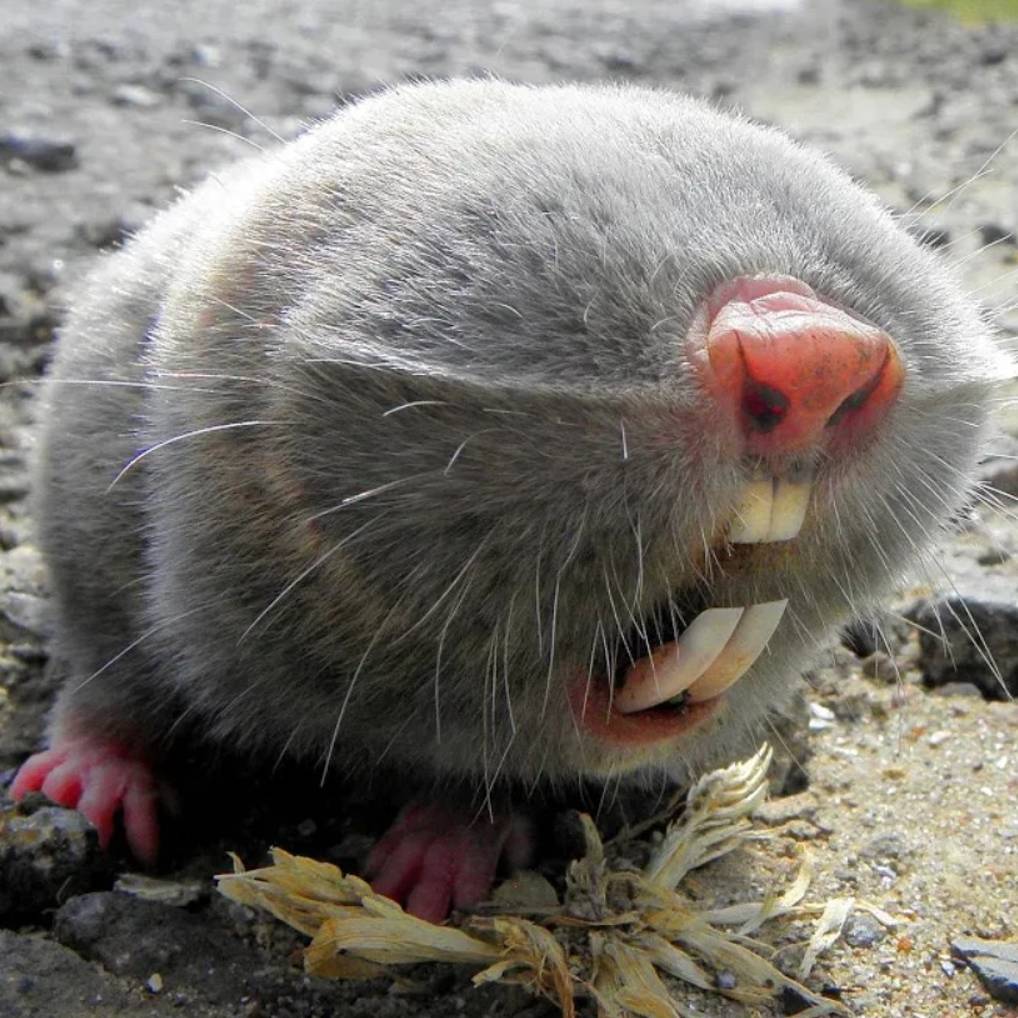 Иконка канала JackalLTD