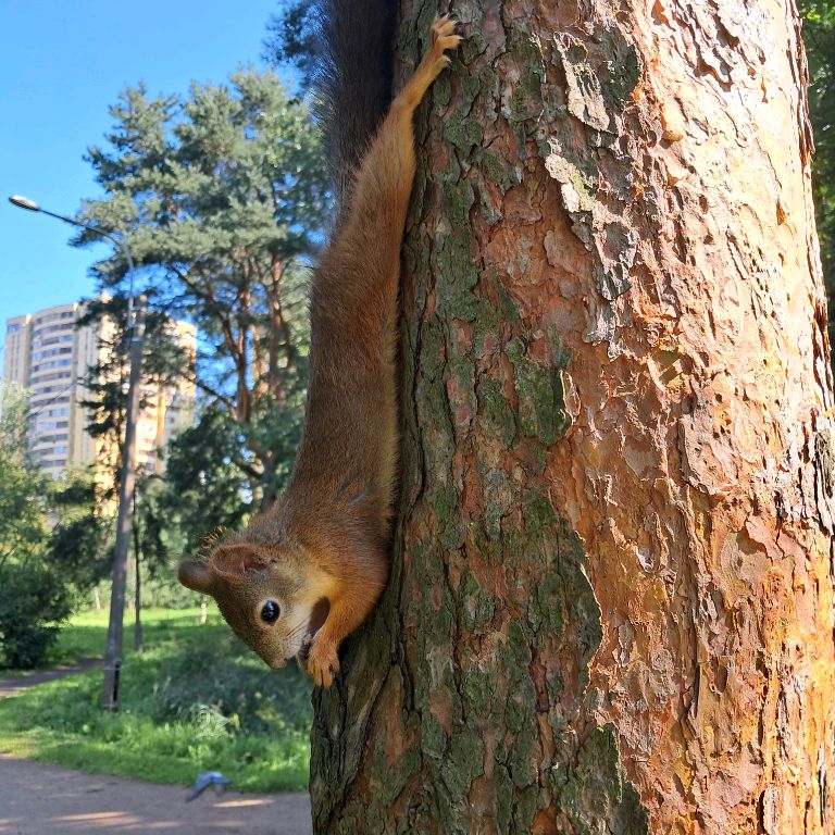 Иконка канала Про белок Санкт-Петербурга и не только